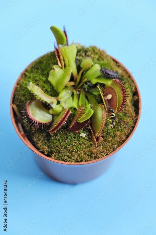 Venus flytrap (Dionaea muscipula) close-up in a pot on a bright blue ...