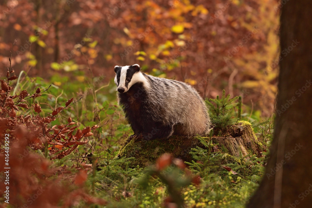Cute badger in the wild nature Stock Photo | Adobe Stock
