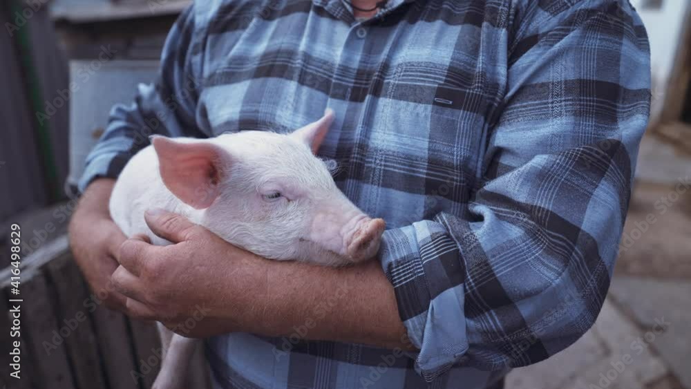 Pig farm worker takes care of a piglet. Cute piglet portrait. Farmer ...
