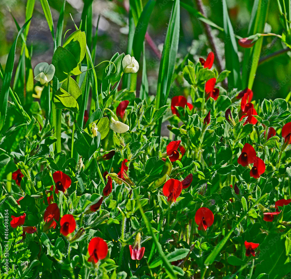 Ttragonolobus purpureus Winged Pea growing wild Stock Photo | Adobe Stock