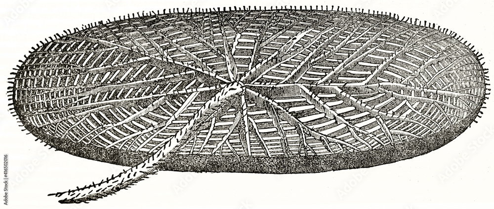 structure of victoria amazonica bottom side, big water lily plant of ...