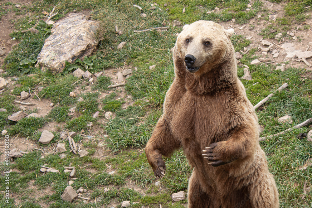 Oso Grizzly en los bosques Stock Photo | Adobe Stock
