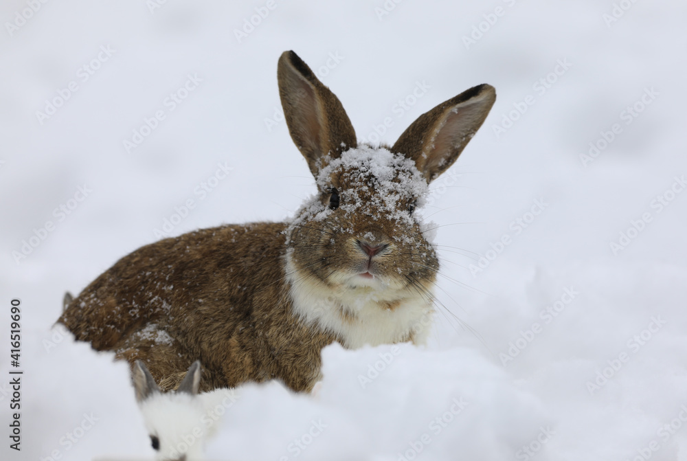 family of rabbits with bunnies in the snow Stock Photo | Adobe Stock