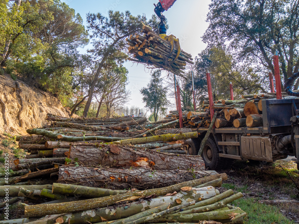 truck with yellow mechanical crane picking up logs from a logging ...