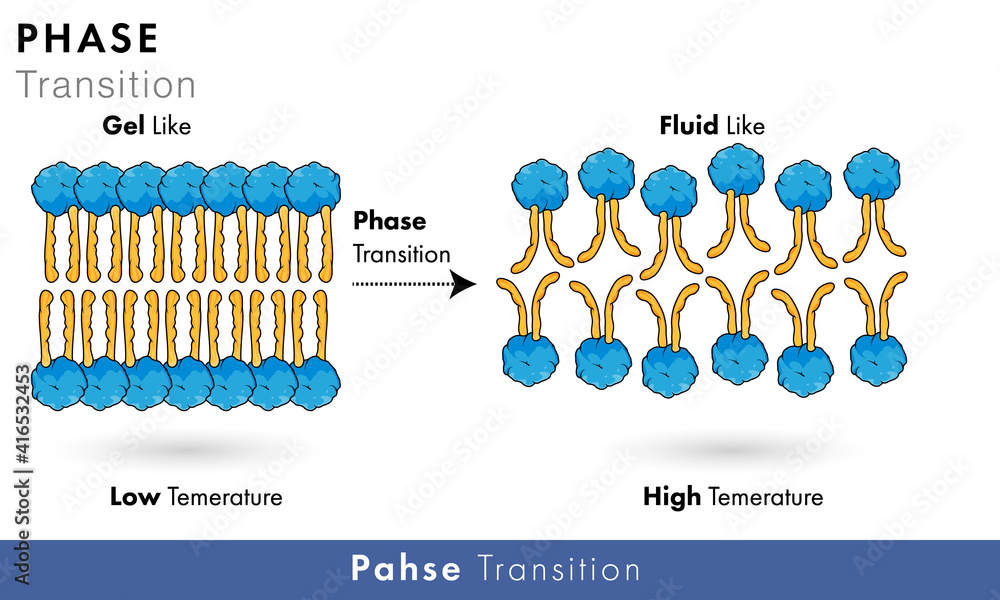 Phase transition mechanism in Phospholipids of plasma membrane at ...