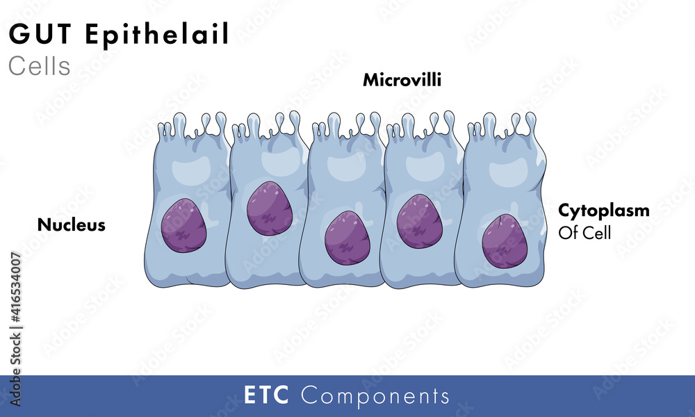anatomy and structure of gut epithelial cells vector illustration Stock ...
