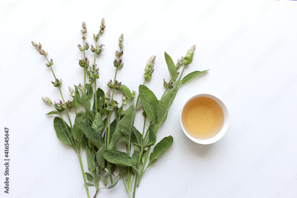 Medicinal herb Salvia officinalis isolated on white background. Sage ...