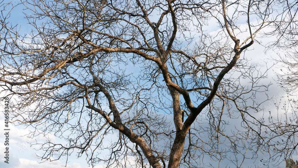 Árbol grande con ramas secas en invierno en el monte en Asturias Stock ...