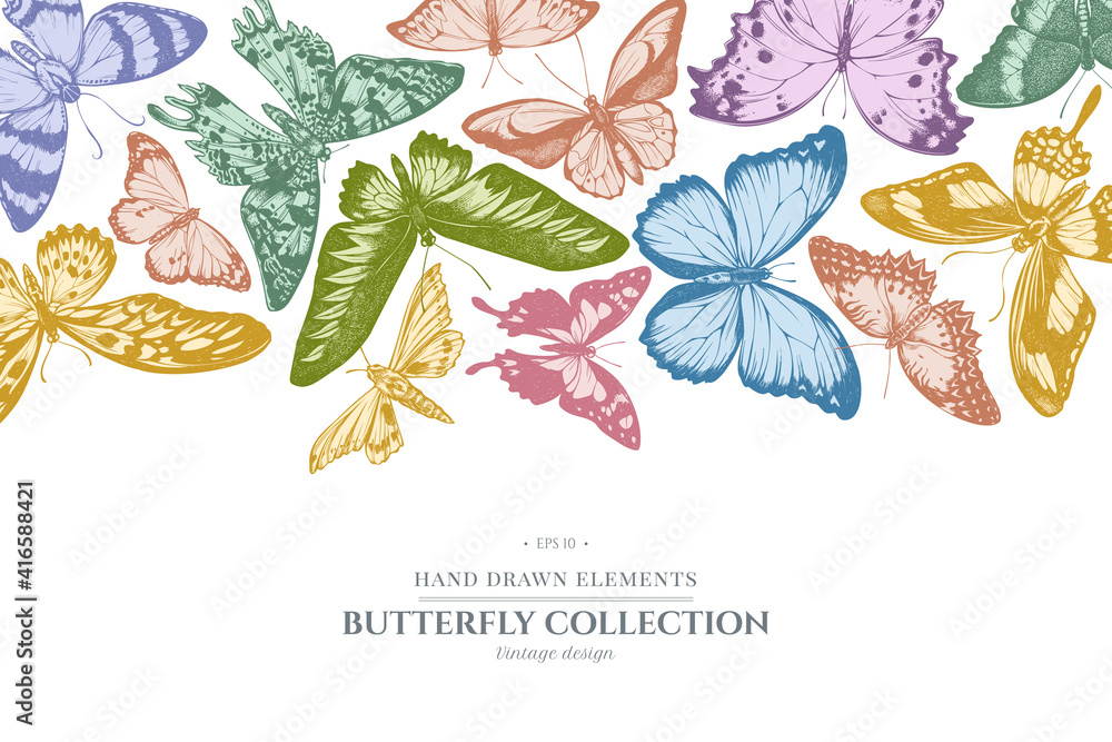 Design with pastel colored ambulyx moth, madagascan sunset moth, forest ...