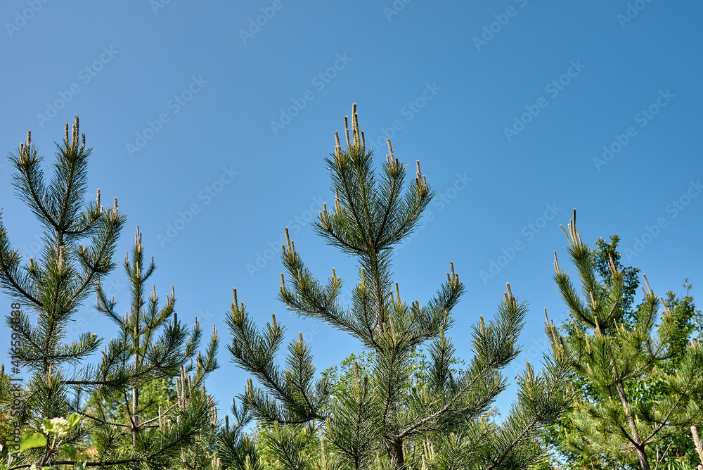 Pinus nigra trees Stock Photo | Adobe Stock