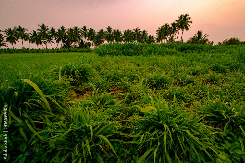 Beautiful scene of Napier Grass Plantation and coconut tree with the ...