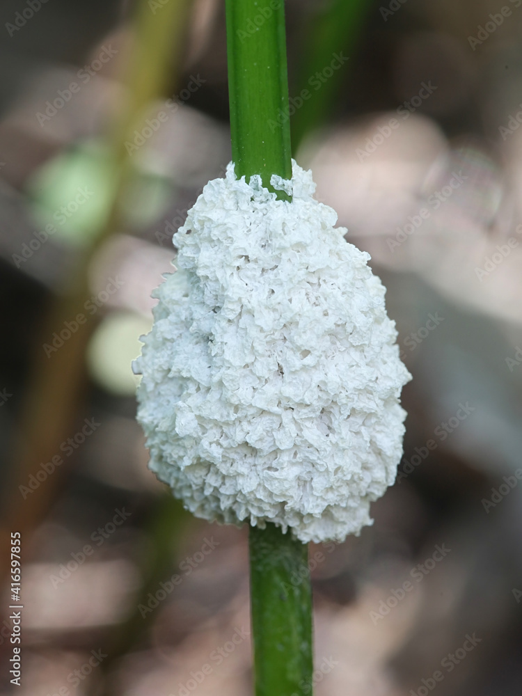 Mucilago crustacea, known as dog vomit slime mould or dog sick slime ...