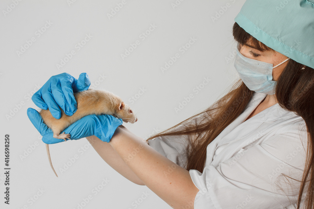 Experiment with lab rat, mouse to find coronavirus vaccine in lab ...