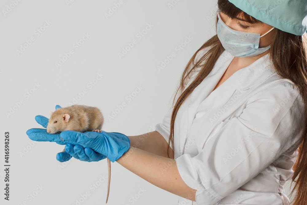 Experiment with lab rat, mouse to find coronavirus vaccine in lab ...