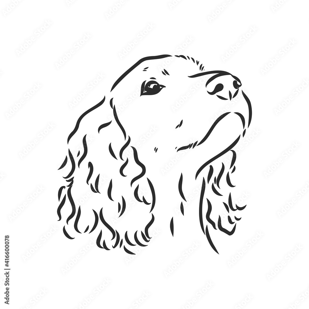 Decorative portrait of standing in profile English Springer Spaniel ...