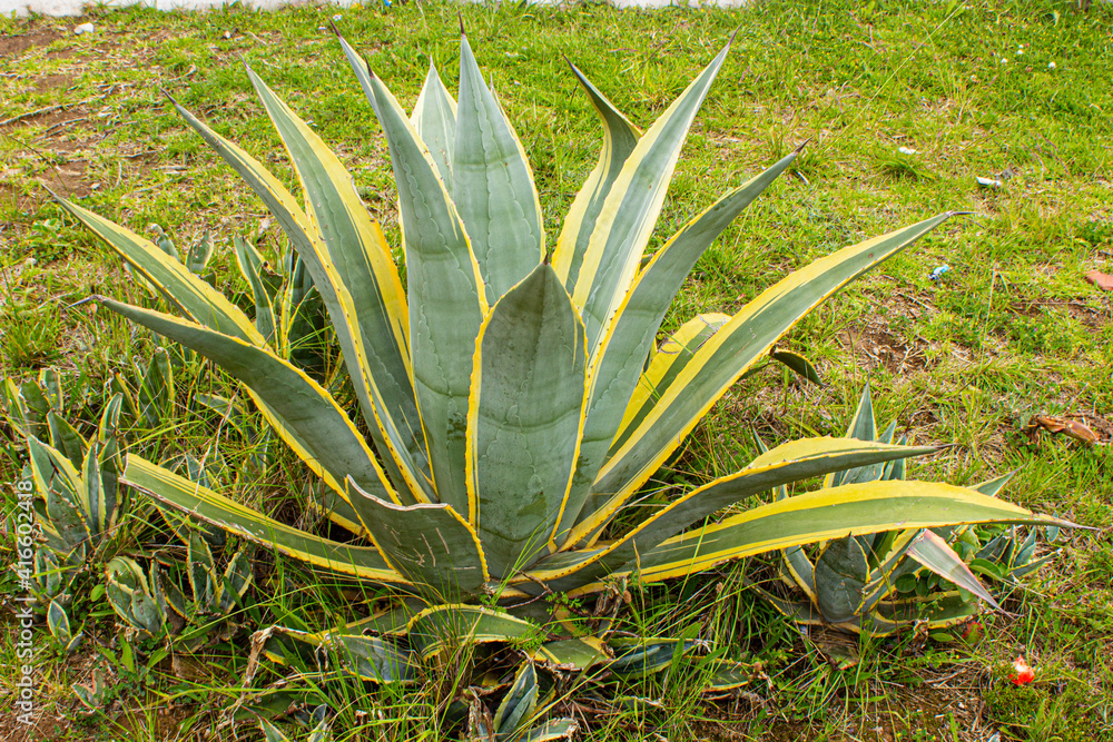 Agave americano rayado, especie del género Agave, subfamilia Agave ...