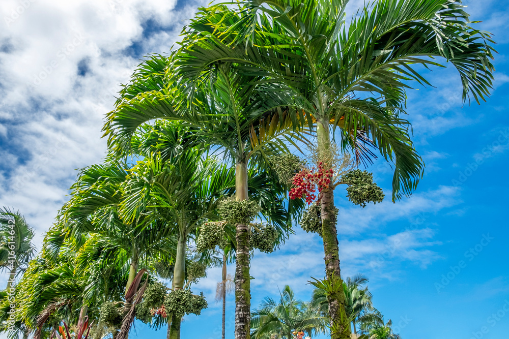 Manila Palm trees Stock Photo | Adobe Stock