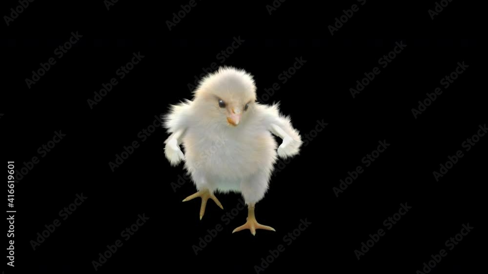 Baby Chickens Dance CG fur 3d rendering animal realistic composition 3d ...