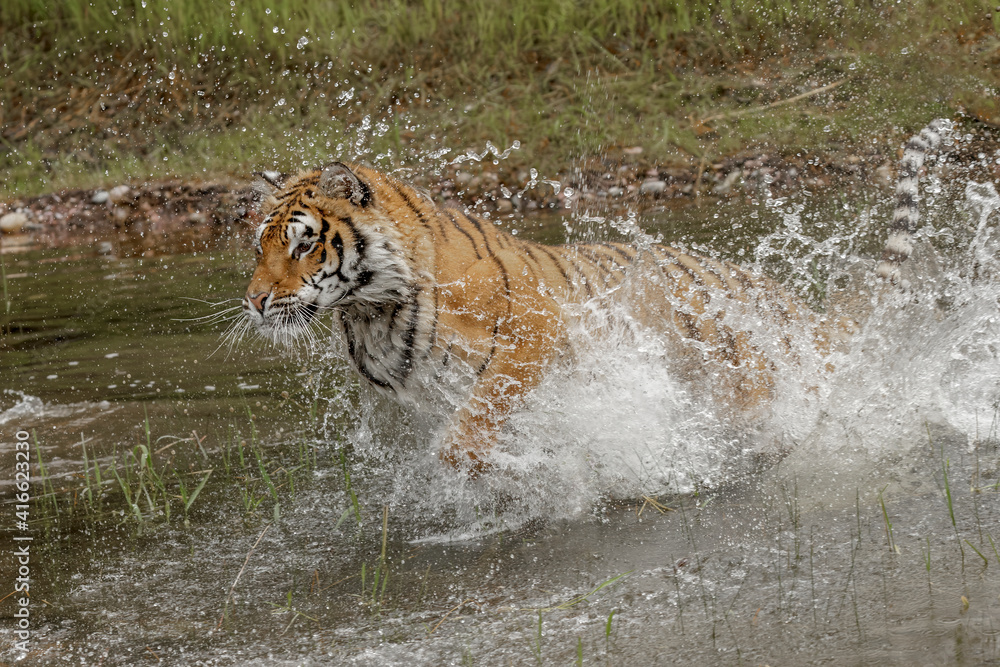 Bengal Tigers Running