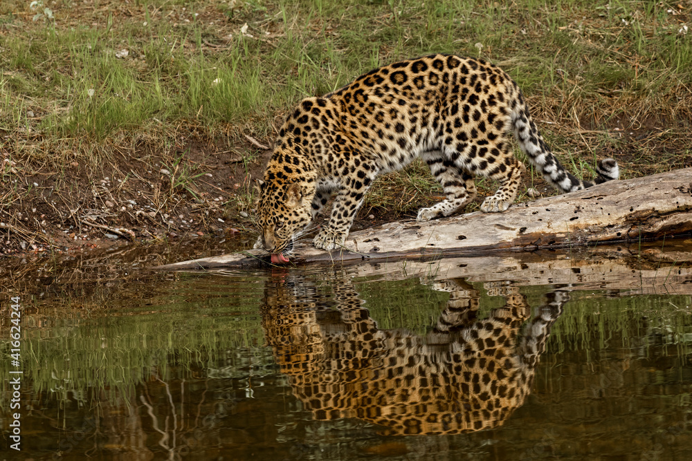 Amur Leopard and reflection, also known as Far East Leopard, Manchuria ...