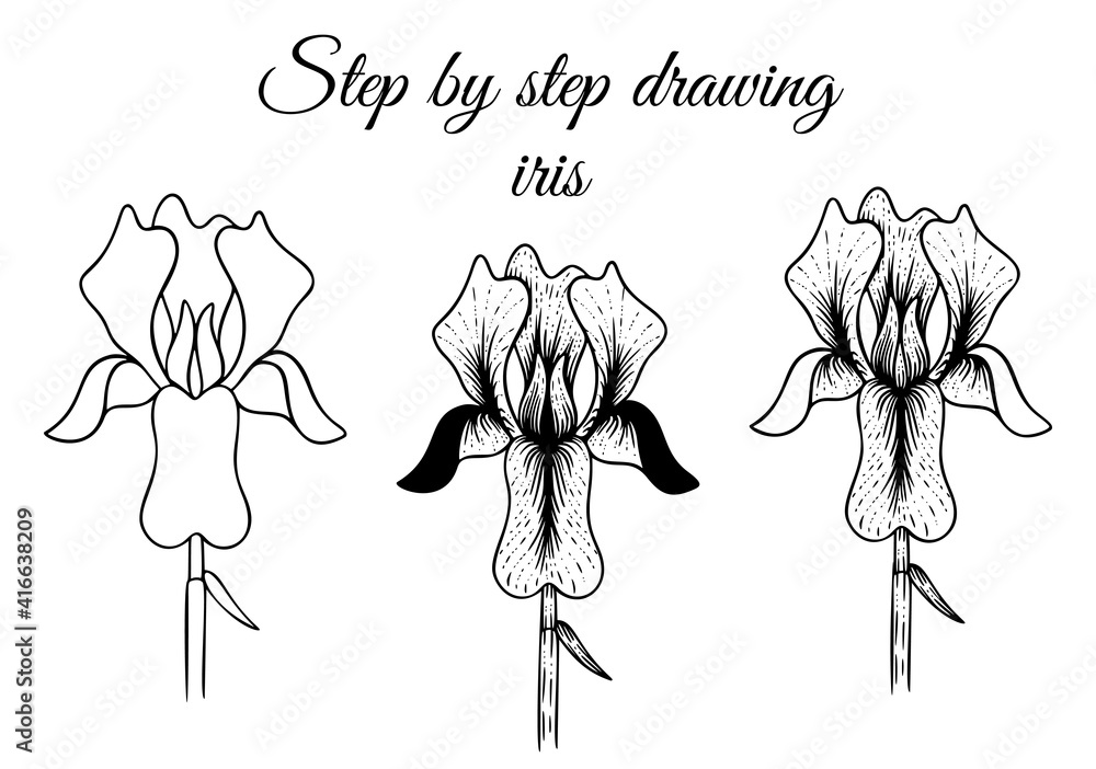 How to draw iris step by step vector illustration. Drawing tutorial ...