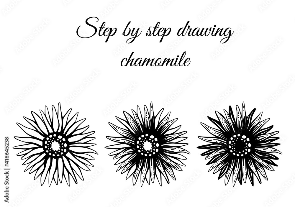 How to draw chamomile step by step vector illustration. Drawing ...