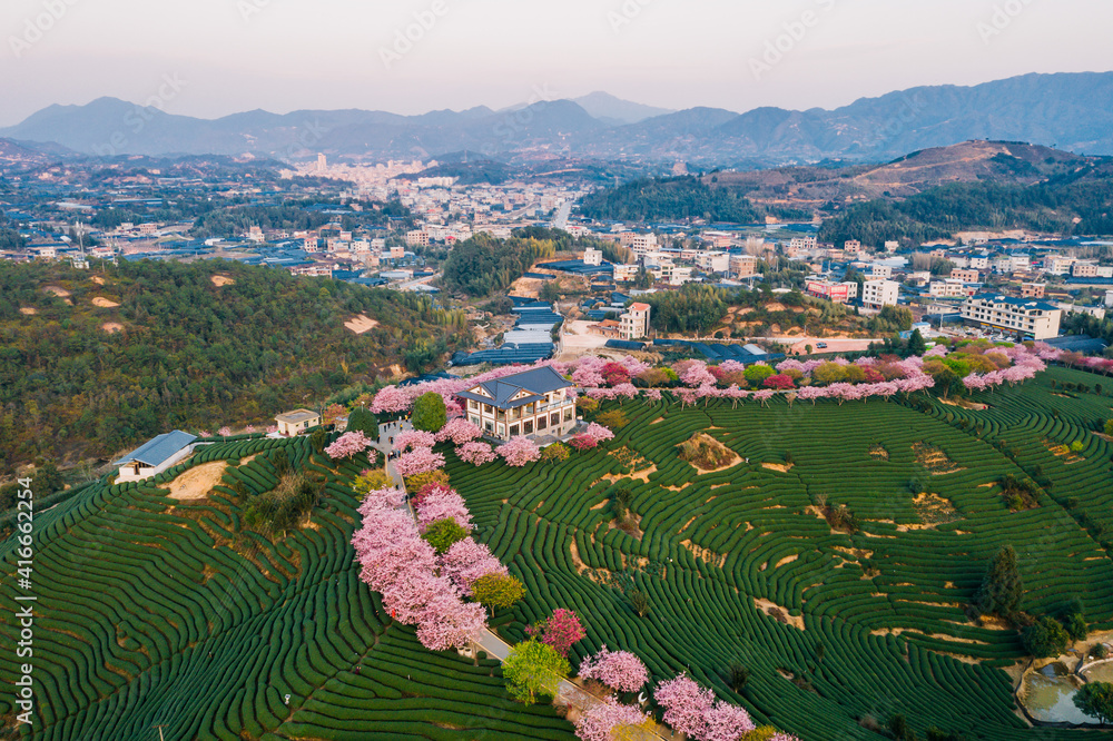 Aerial view of traditional Chinese tea garden, with blooming cherry ...