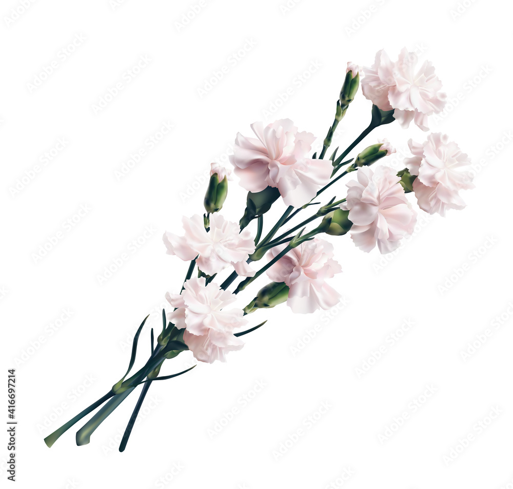 Realistic 3d vector pink carnation bouquet. Isolated on white. Blossom ...