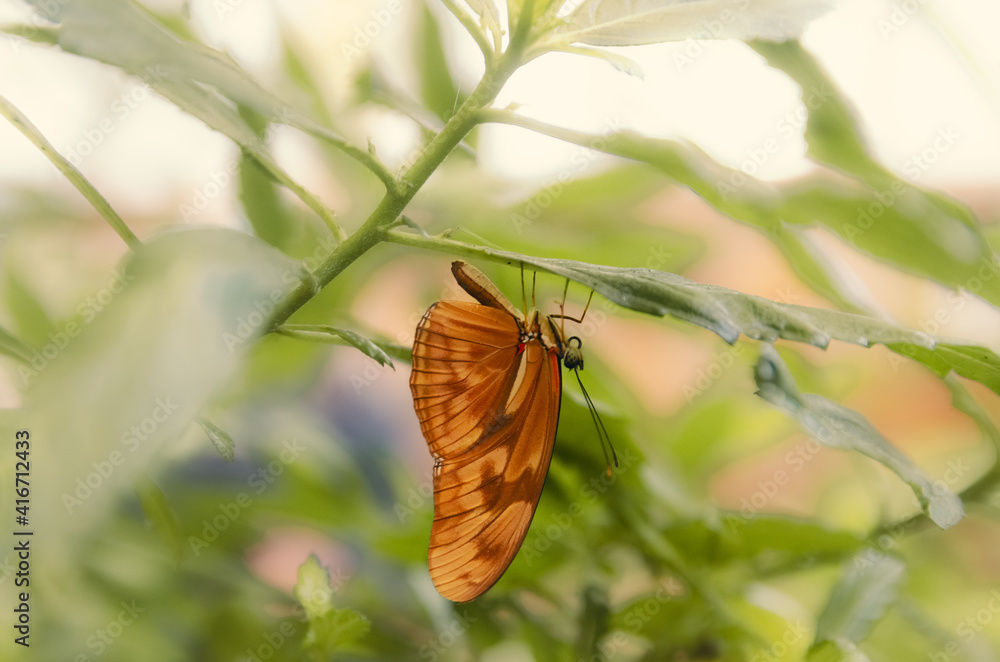 Las mariposas poseen dos pares de alas membranosas cubiertas de escamas ...