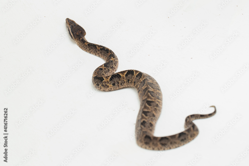 Malayan ground pit viper snake, Calloselasma rhodostoma isolated on ...