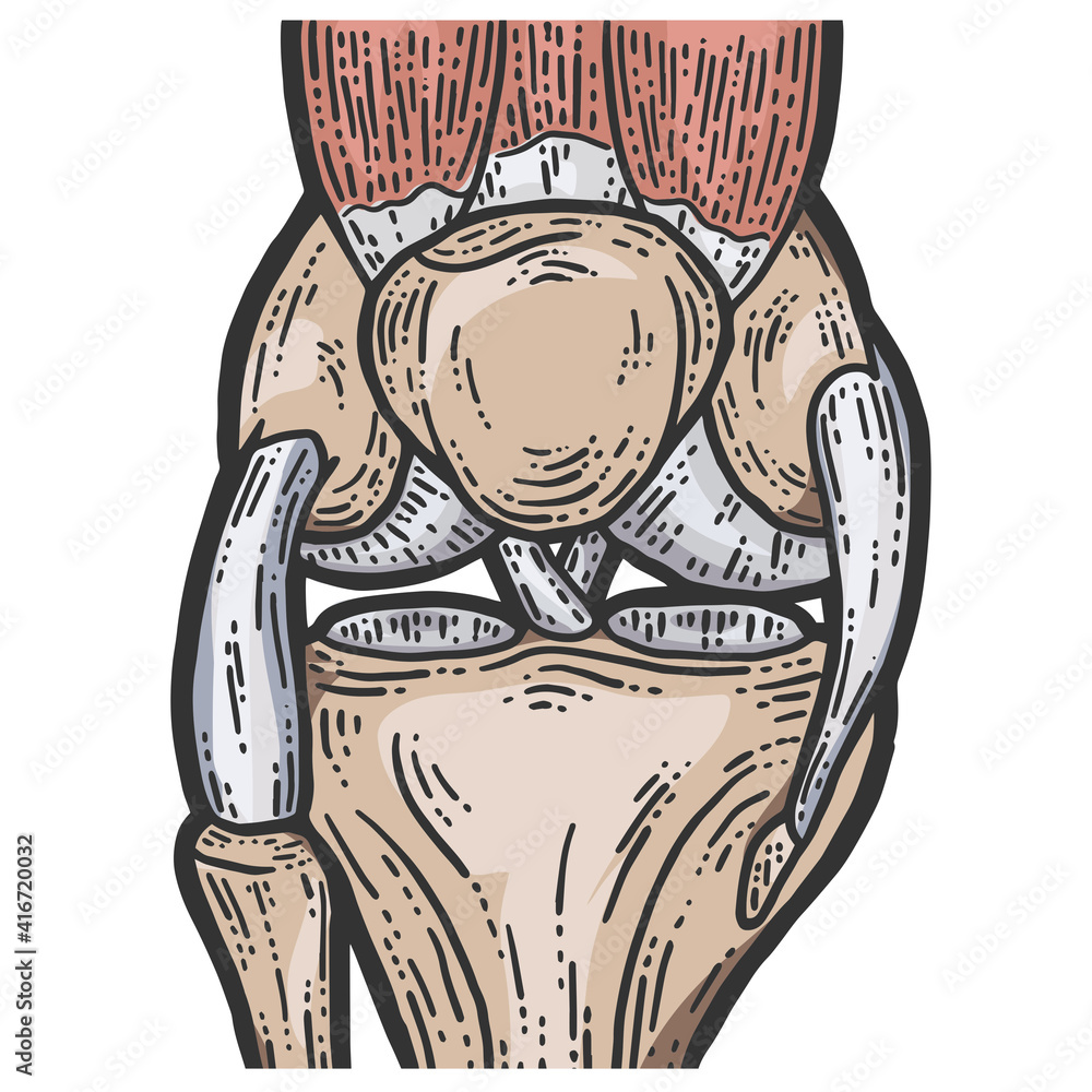 Anatomy color. Structure knee joint vector sketch scratch board ...