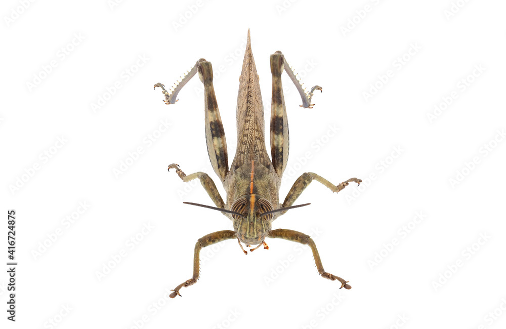 The Egyptian grasshopper or Egyptian locust isolated on white ...