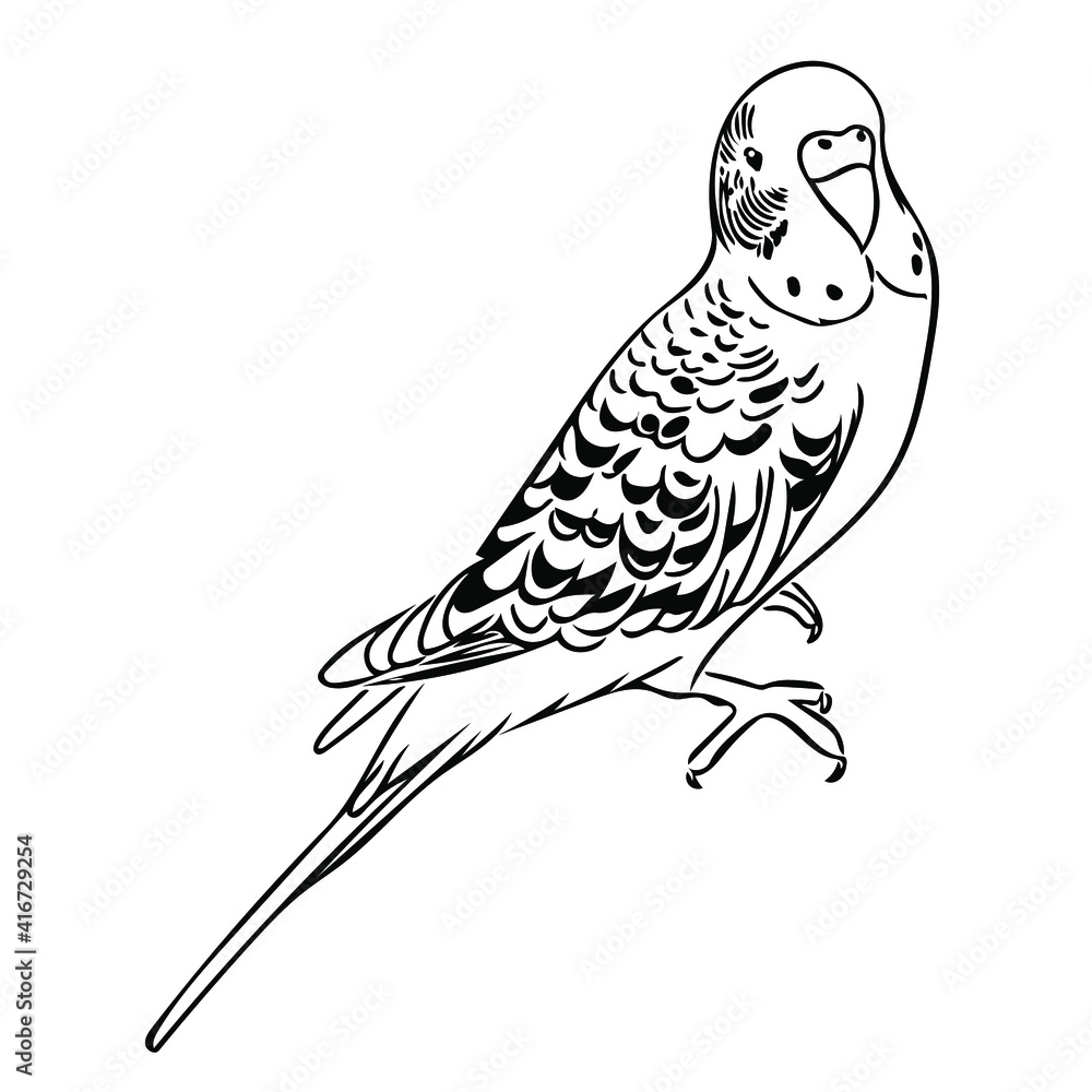 Vector sketch illustration of a cute budgie. Stock Vector | Adobe Stock