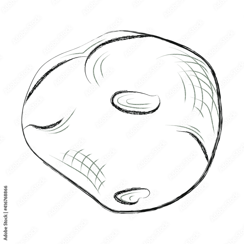 Ulluco. Healthy vegan food for vegetarian concept. Black and white hand ...