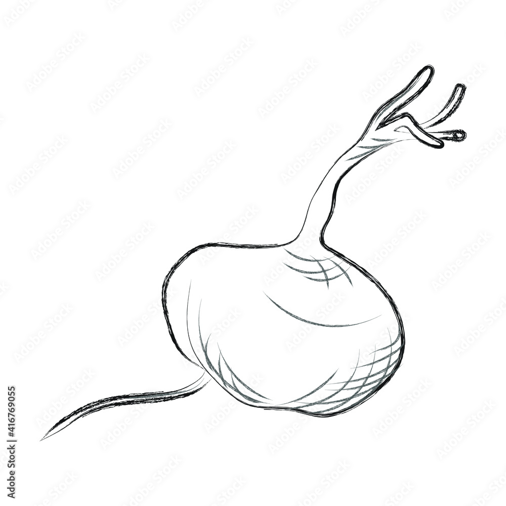 Jicama. Healthy vegan food for vegetarian concept. Black and white hand ...