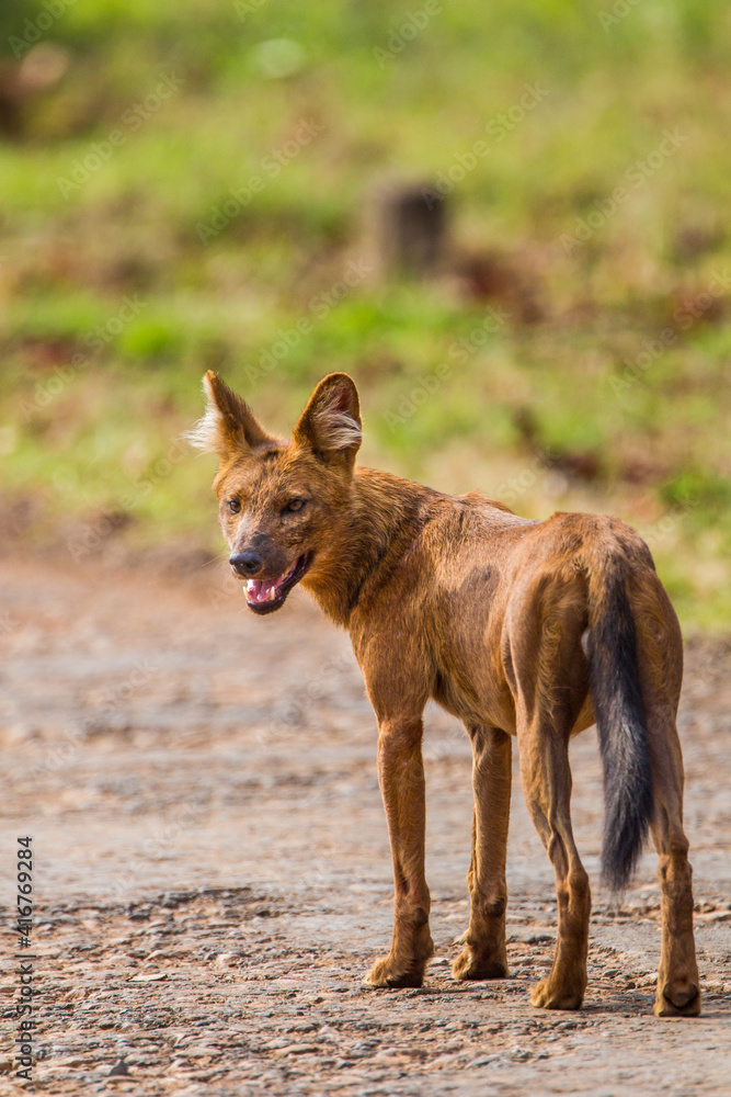 Dhole, or Asian wild dog seen in the Jungle parks of India Stock Photo ...
