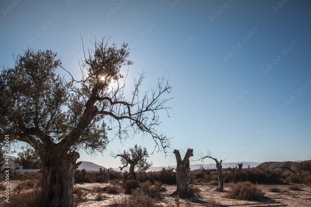 Old and dead olive trees landscape in the Tabernas desert in the bright ...