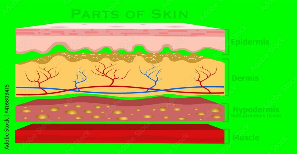 Human skin parts structure animation. Anatomy layers, separation. Clean ...