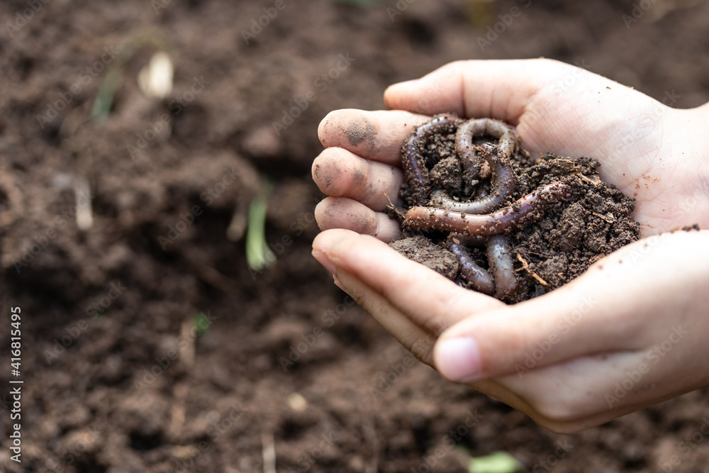 Hands holding worms with soil. A farmer showing group of earthworms in ...
