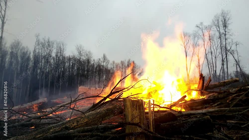Fire in the Forest. Burning Dry Grass, Trees. Air pollution caused by ...