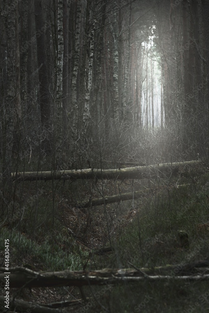 Dark mysterious evergreen forest. Overgrown pathway through the mighty ...