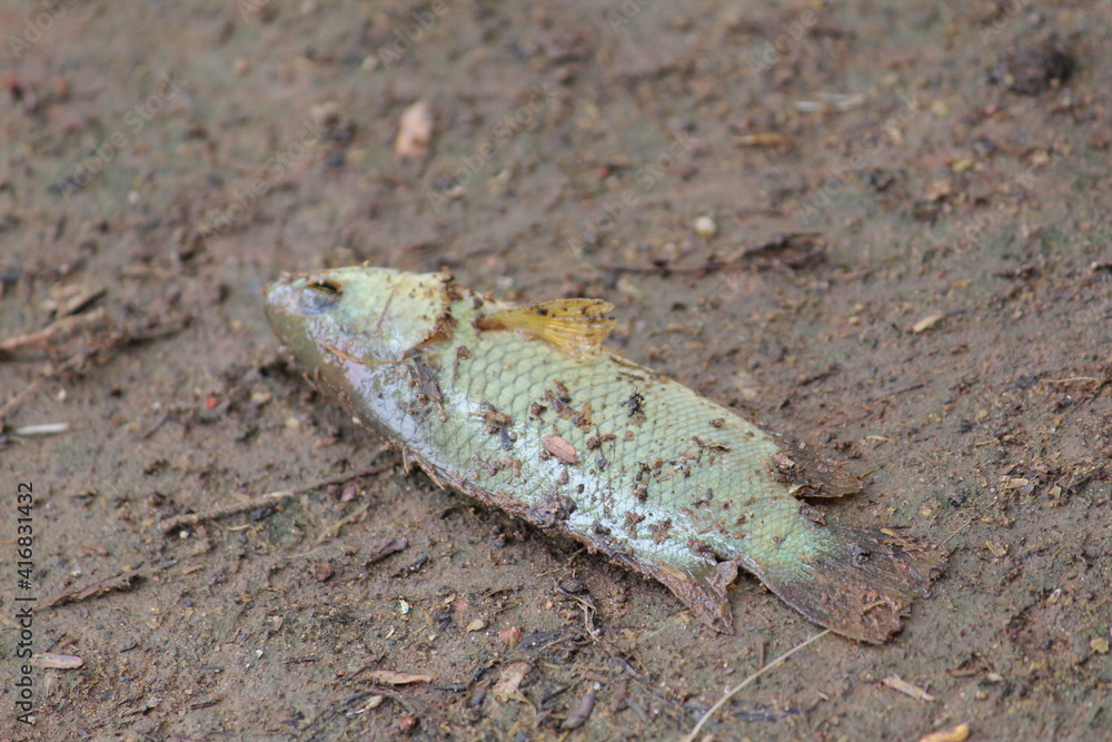 Foto de anabas fish laying on mud climbing gourami perch laying on ...