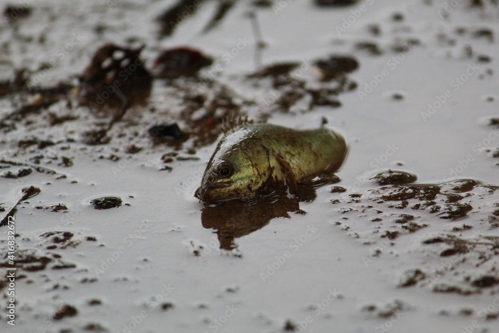 anabas fish in mud anabas climbing perch fish laying on mud in rainy ...