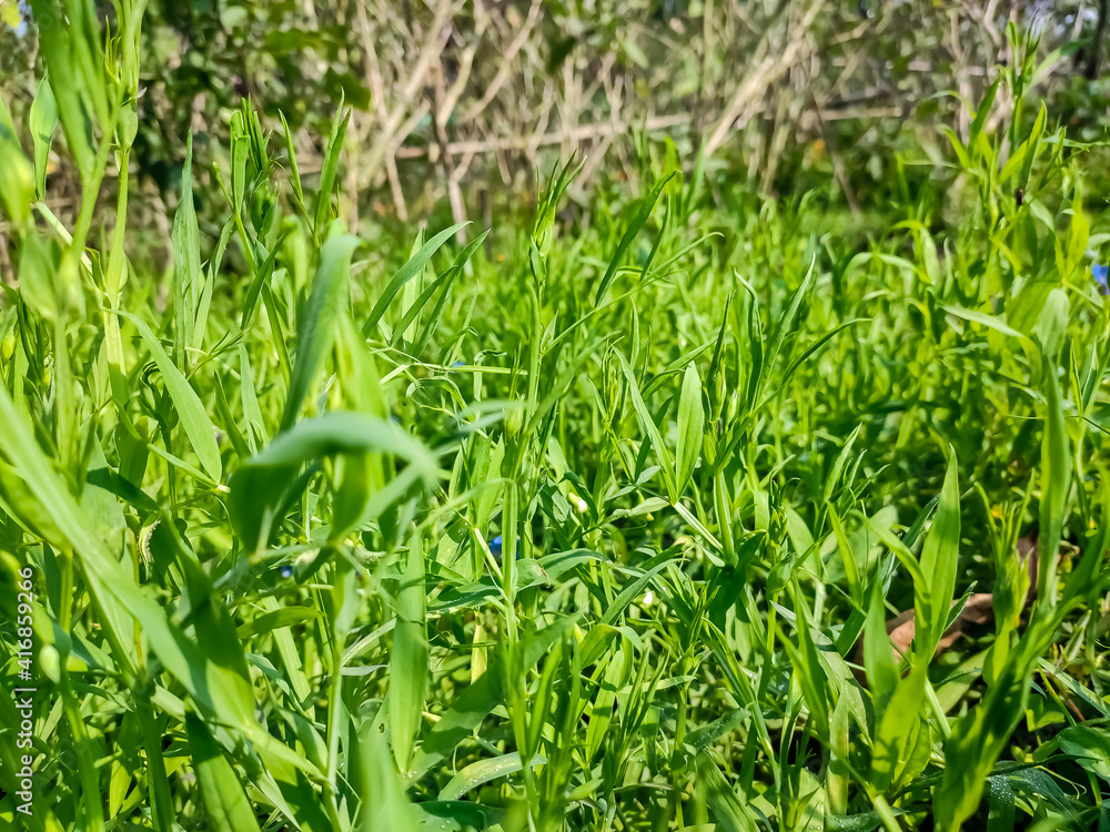 Foto de Lathyrus sativus, also known as grass pea, chickling pea ...