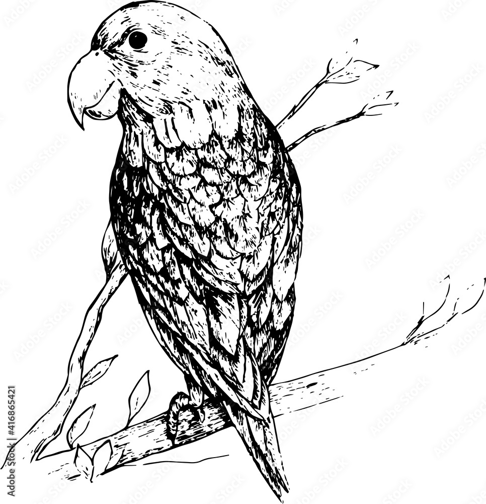 Parrot on a branch of tree ink drawing. Detailed textured illustration ...