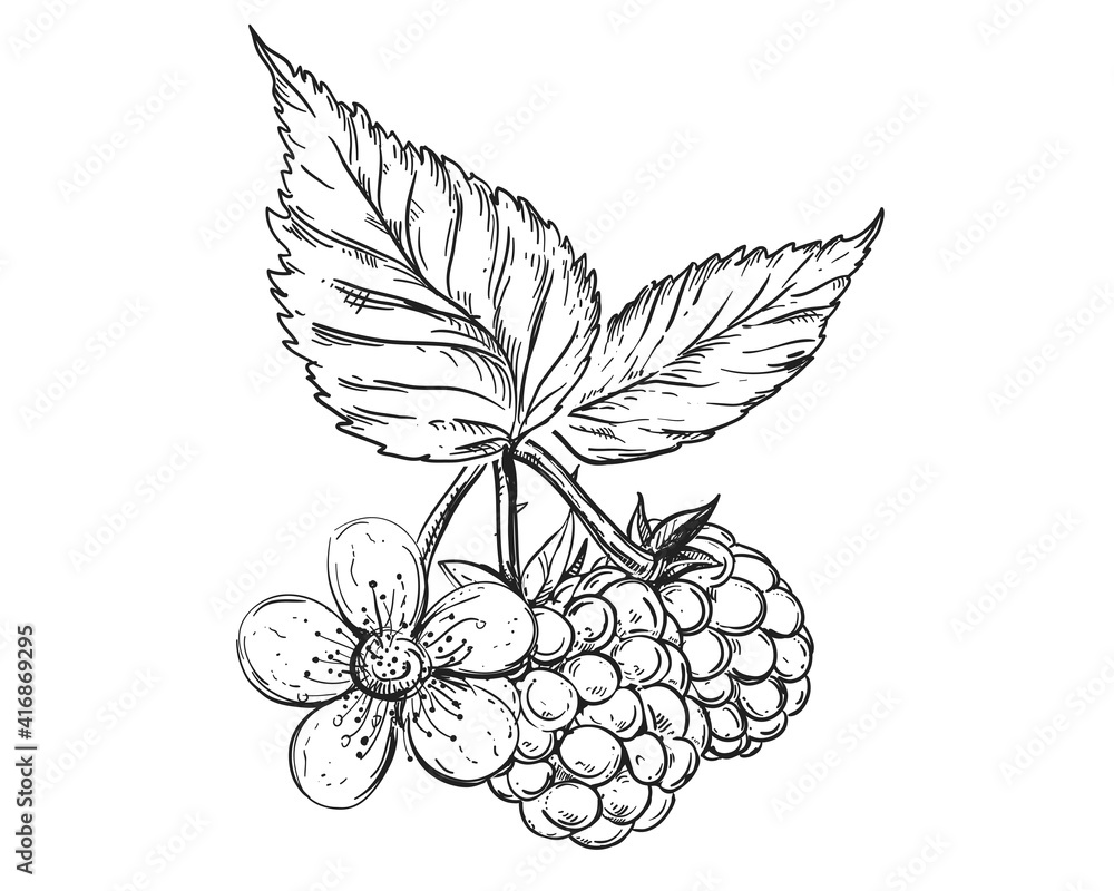 Hand drawn sketch black and white of raspberry, leaf, berry, branch ...