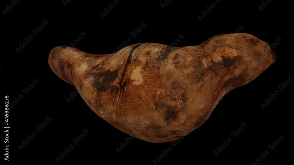 Realistic render of a spinning Yacon Root on black background. The ...