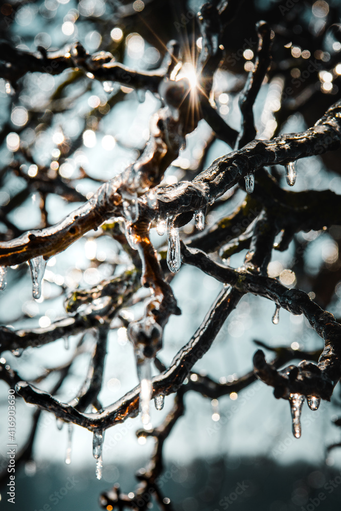 transparent ice on a tree with backlit sunlight glow. Macro view of ...