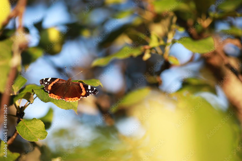 Butterflies on a tree. Butterflies and nectar. Birch juice. Butterflies ...