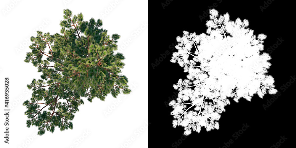 Top view of Plant (Pinus Pine 3) Tree png with alpha channel to cutout ...